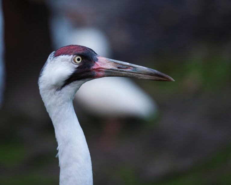 A Whooping Big Deal - WIND CONCERNS