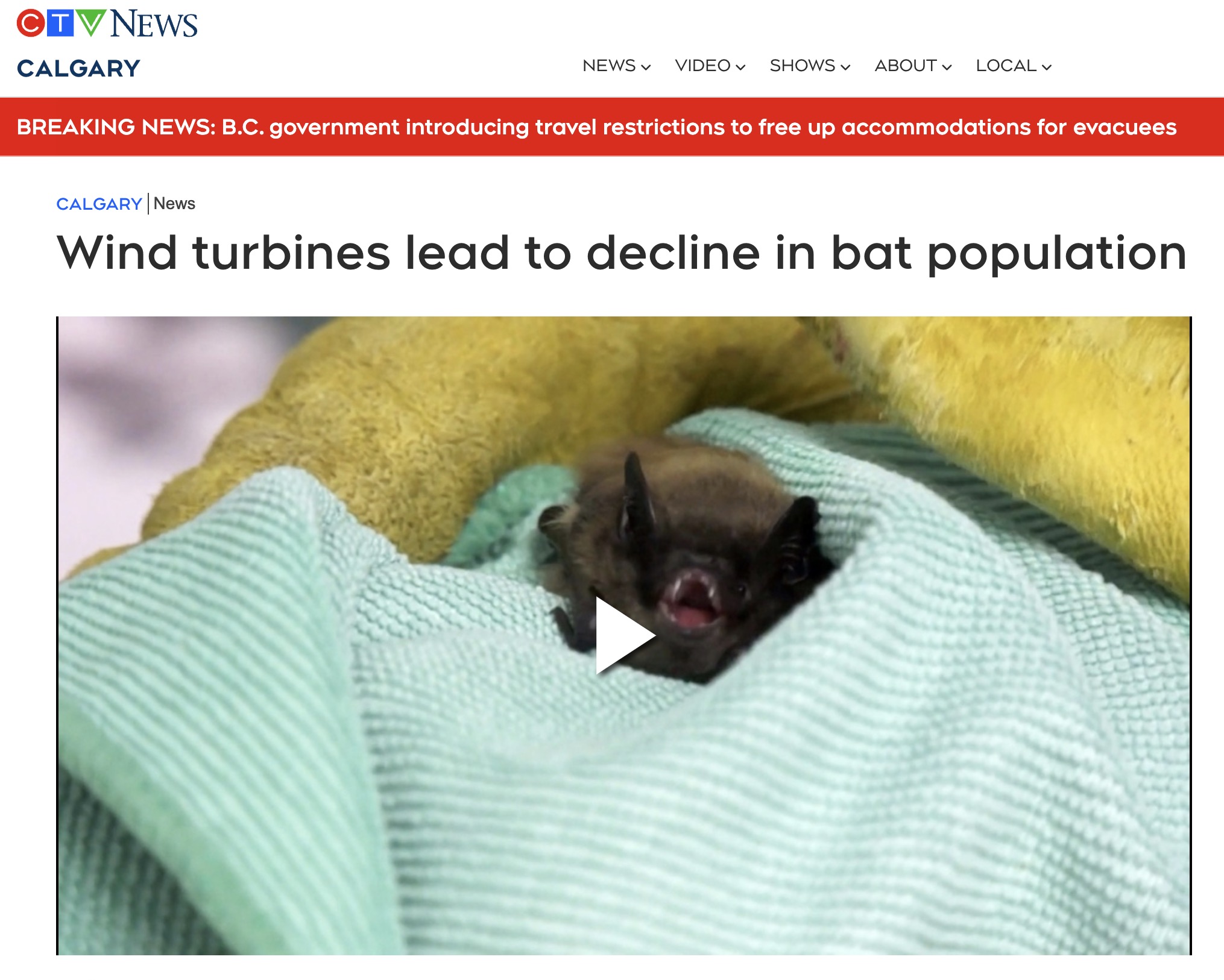 Bat Apocalypse - WIND CONCERNS