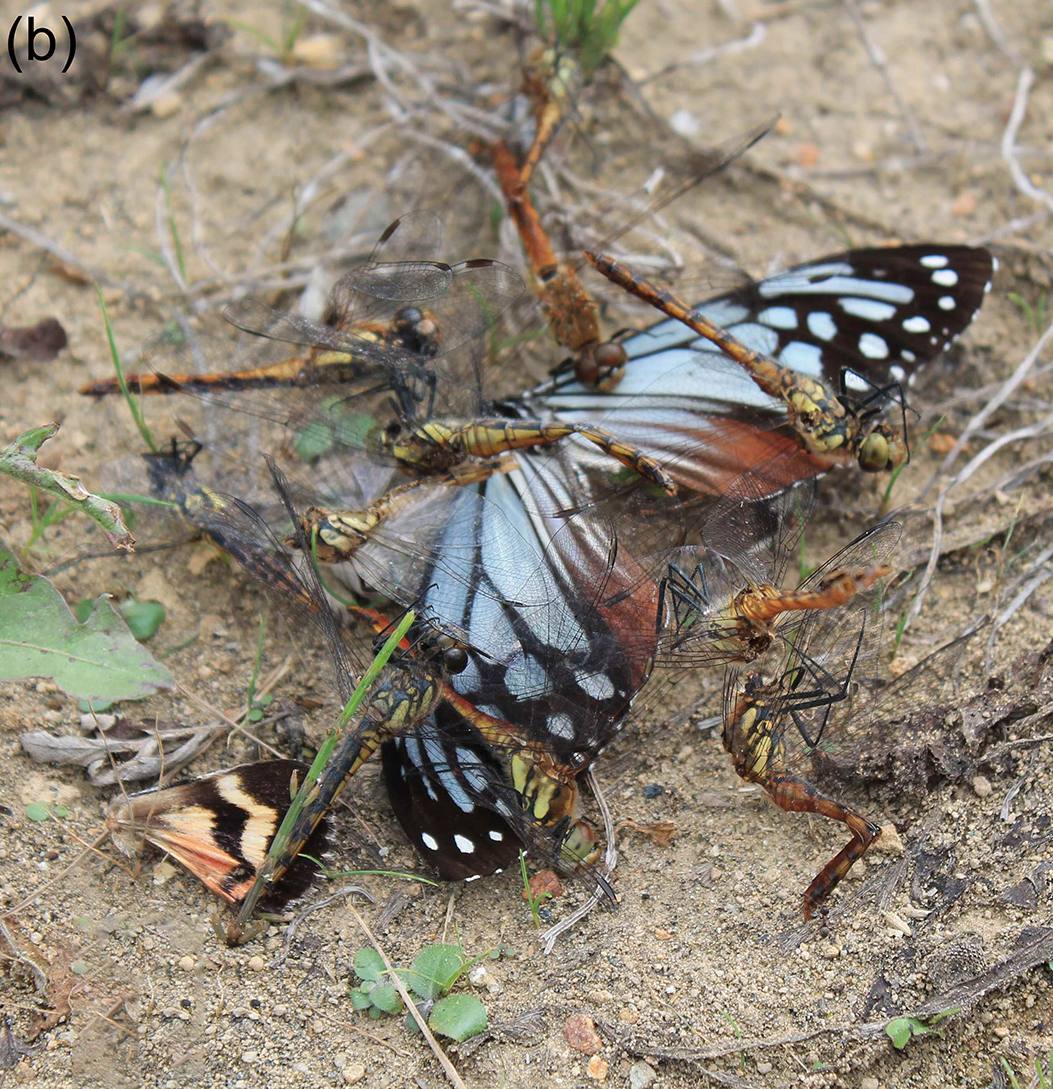 Big Wind is Decimating Insects - WIND CONCERNS